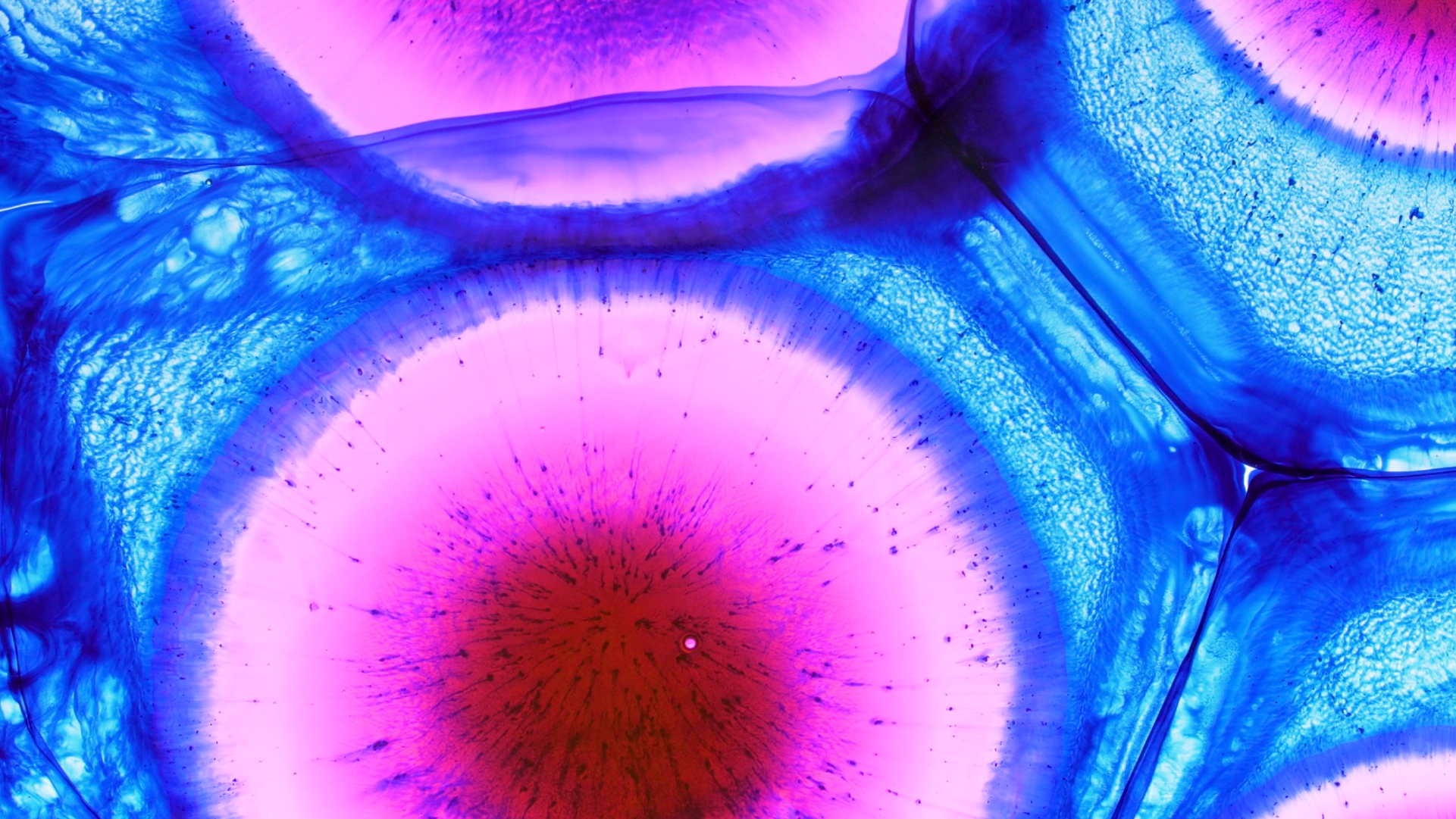 Έμφυλες ανισότητες. Γυναικεία σώματα και αναπαραγωγικές τεχνολογίες